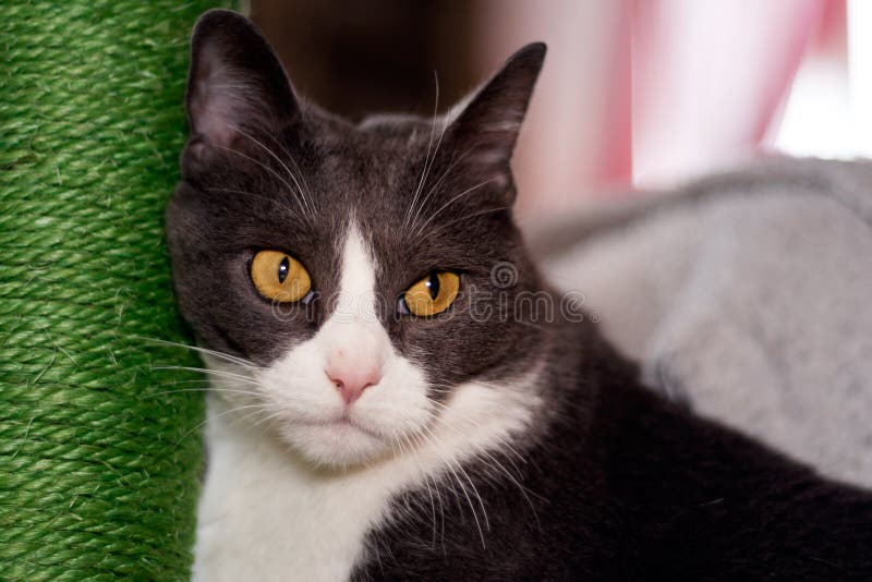 Beautiful Portrait of a Grey and White Grumpy Cat. Green Colour Stock ...