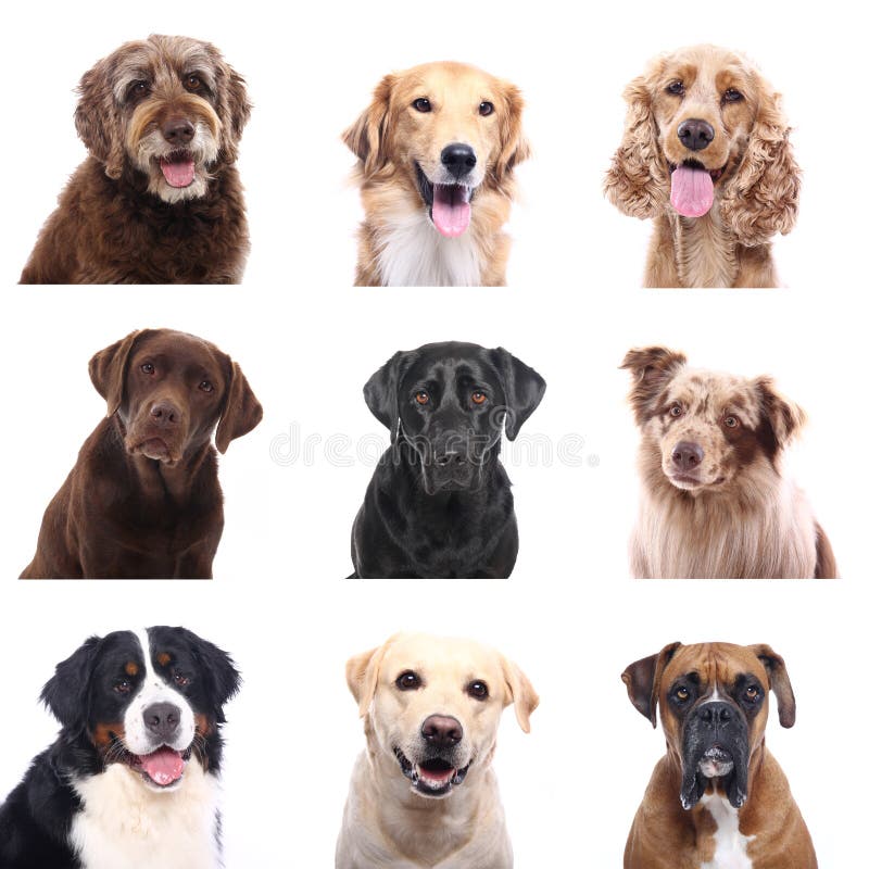 Beautiful Portrait of a Happy Dog Stock Photo - Image of bernese ...