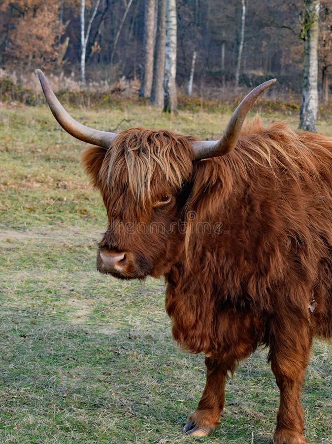 A Beautiful Portrait of a Highland Cow Stock Photo - Image of blue ...