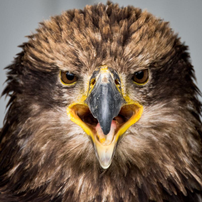 Beautiful Portrait of a Majestic Eagle Stock Image - Image of natural ...