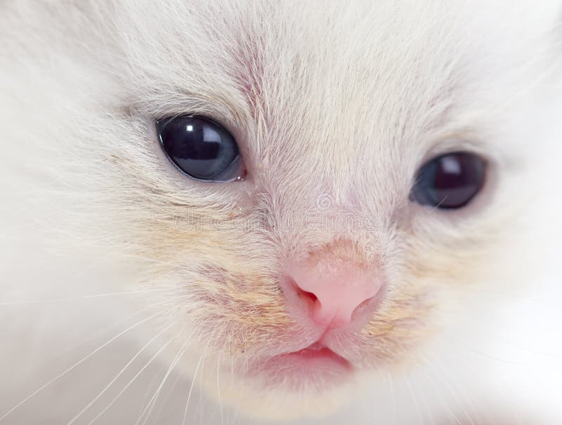 Beautiful Portrait of a Newborn White Kitten Stock Photo - Image of ...