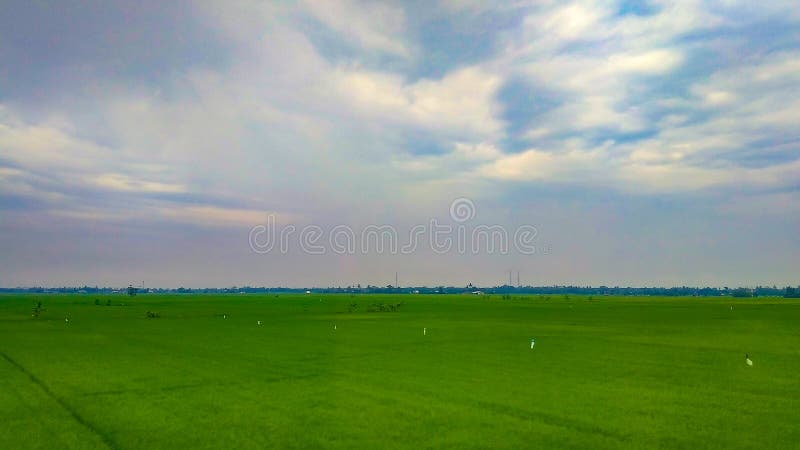 Beautiful Portrait of Rice Fields Stock Photo - Image of meadow ...