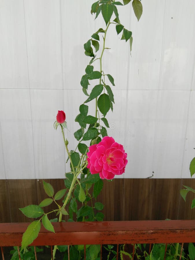 Rose Portrait stock image. Image of green, rose, pink - 114754967