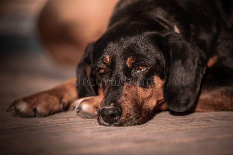 Beautiful Portrait of a Simple Dog in Nature Stock Photo - Image of ...