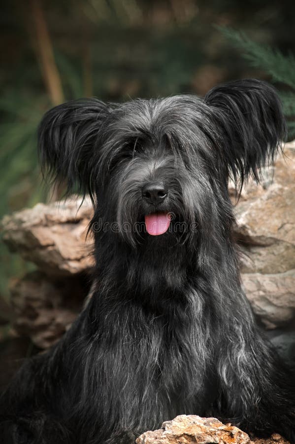 Beautiful Portrait of a Skye Terrier Dog on a Stone Stock Photo - Image ...