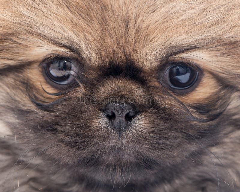 Beautiful Portrait of a Small Fluffy Puppy Stock Image - Image of ...