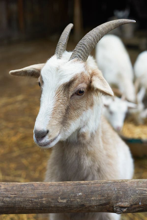 Beautiful Portrait of the Smiling Goat Stock Image - Image of livestock ...