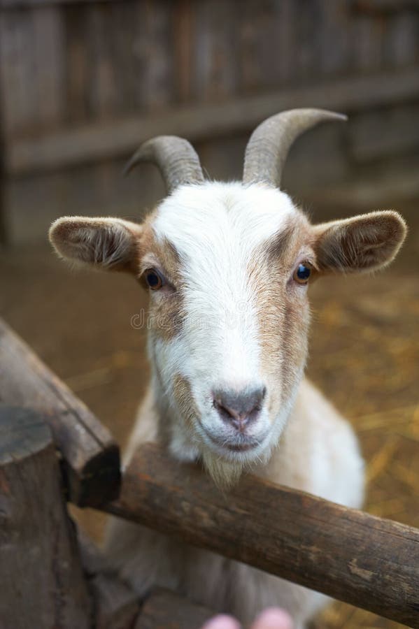 Beautiful Portrait of the Smiling Goat Stock Photo - Image of country ...