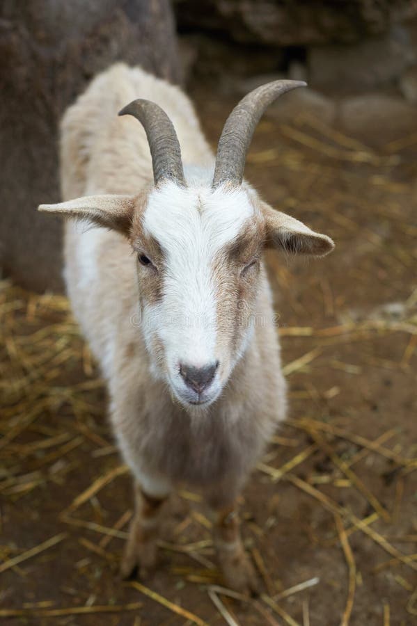 Beautiful Portrait of the Smiling Goat Stock Image - Image of food ...