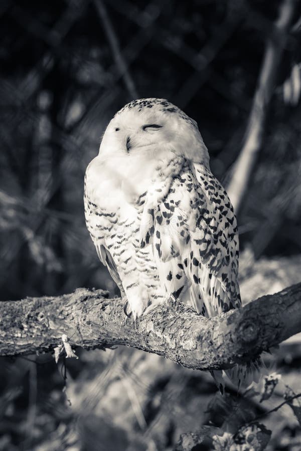 Beautiful Portrait of Snowy Owl Stock Photo - Image of camera, predator ...