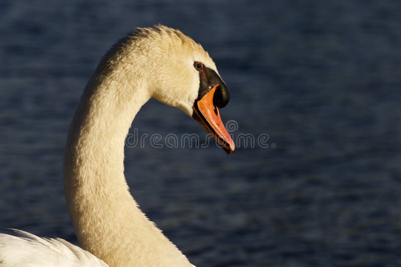 Beautiful Portrait of the Swan on the Sunny Evening Stock Image - Image ...