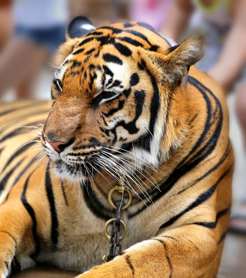 Beautiful Portrait of a Tiger Stock Image - Image of orange, danger ...