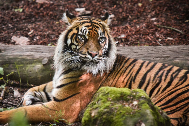 Tiger in forest stock photo. Image of beauval, protection - 189639208