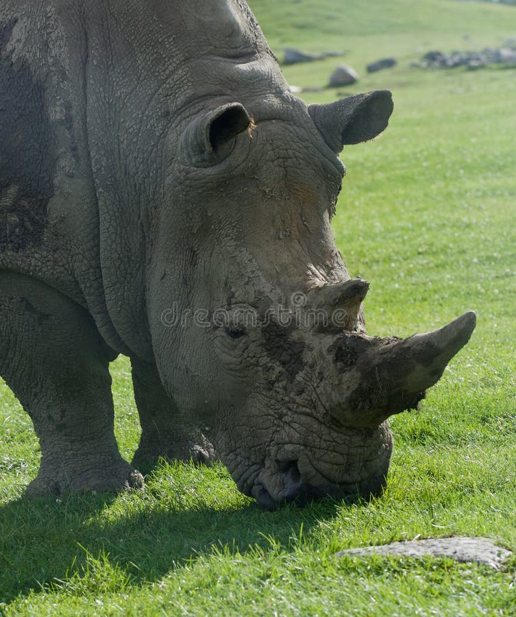 Beautiful Portrait of the White Rhinoceros Stock Image - Image of ...