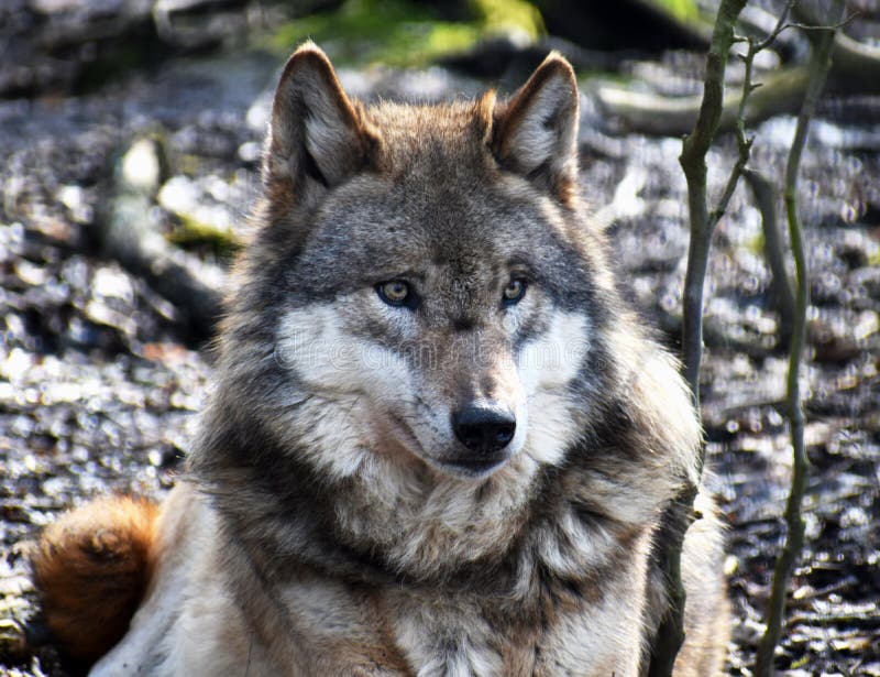 Closeup of a Wild Wolf in a Forest in Germany Stock Image - Image of ...