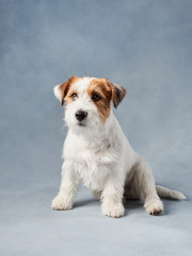 Beautiful Portrait of Jack Russell Terrier. Dog on Blue Texture ...