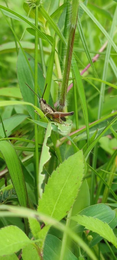 The Beautiful Pose of the Cute Grasshopper Stock Photo - Image of ...