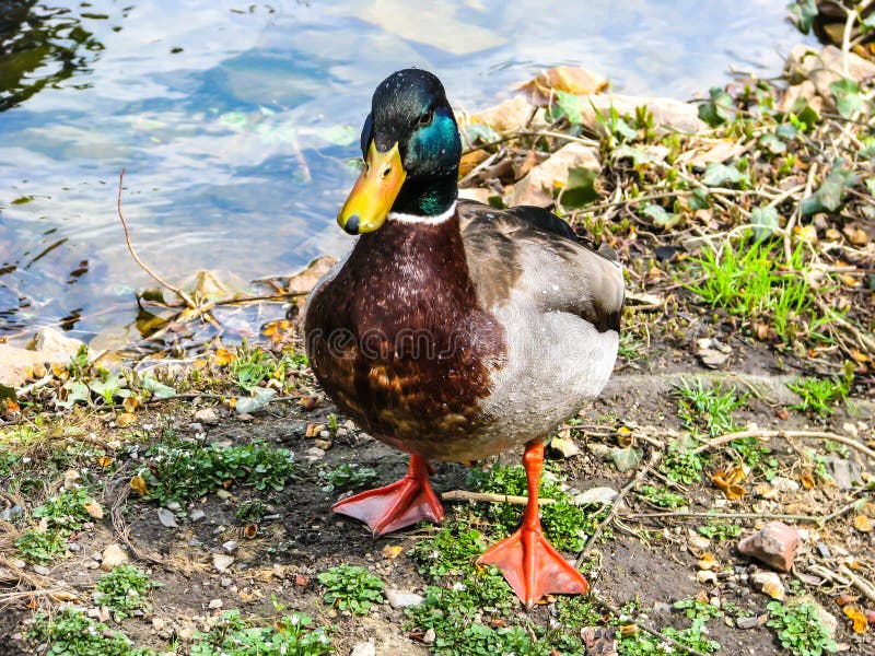 Beautiful Posing Duck in Sunny Weather - Duck in Front of Water Stock ...