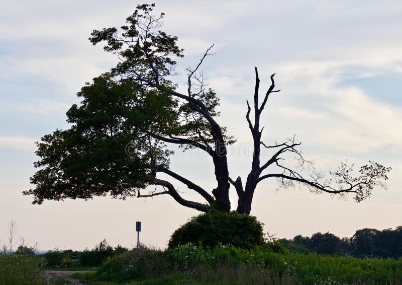 Beautiful Image of an Amazing Old Trees Stock Image - Image of postcard ...
