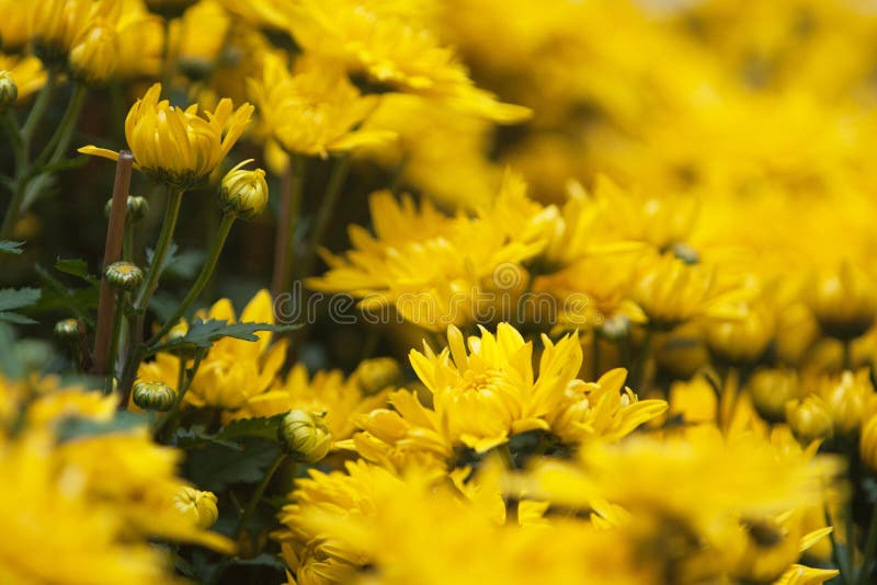 A Beautiful Potpourri Flowers in Yellow Color Stock Photo - Image of ...