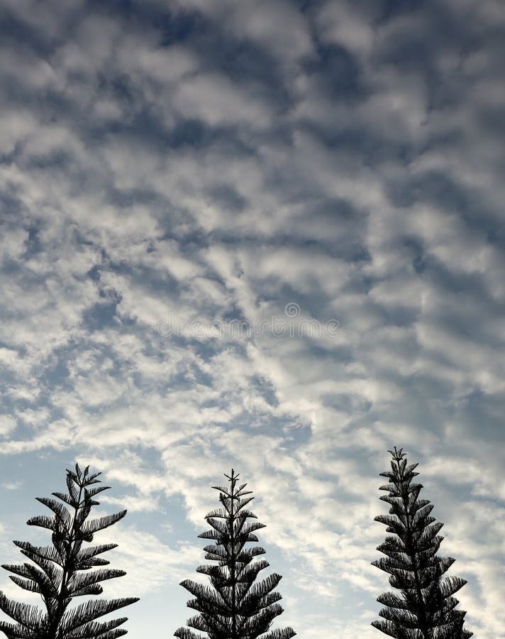 Potraits of Trees and Its Reflection Stock Image - Image of wetland ...