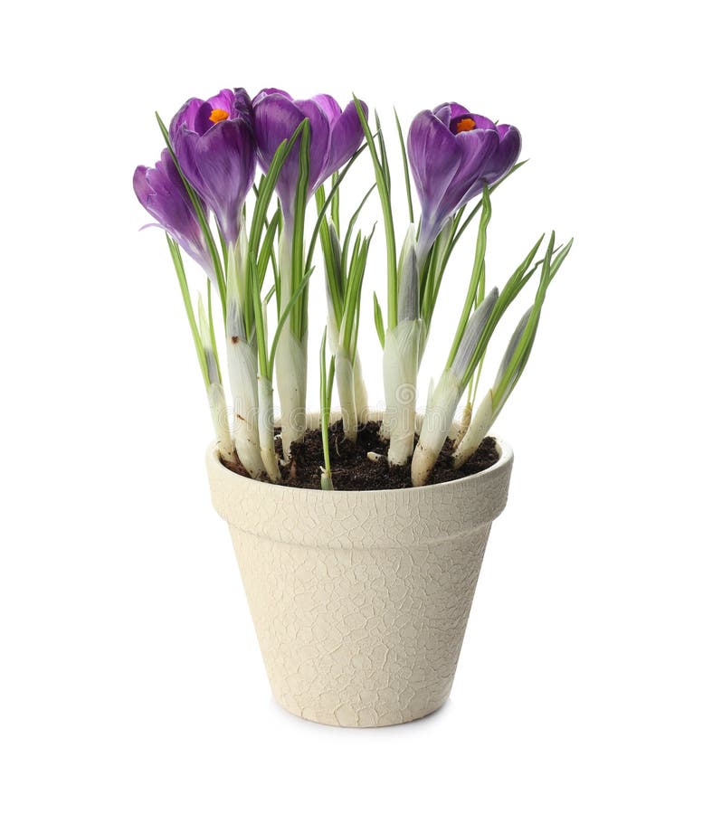 Beautiful Potted Crocus Flowers Isolated on White Stock Image - Image ...