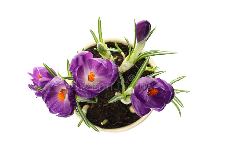Beautiful Potted Crocus Flowers Isolated on White, Top View Stock Image ...