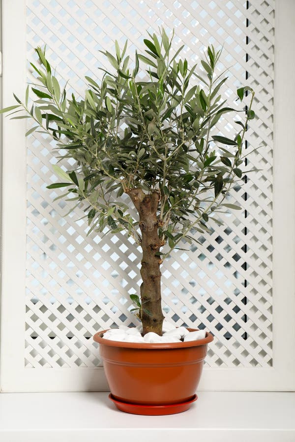 Beautiful Potted Olive Tree on Window Sill Indoors Stock Photo - Image ...