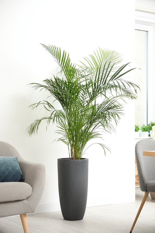 Beautiful Potted Palm in Modern Room Stock Image - Image of decor ...