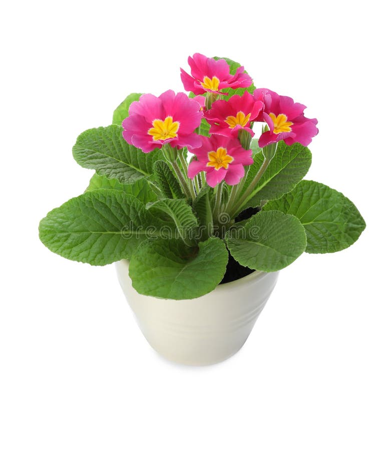 Beautiful Potted Primula Flowers Isolated on White Stock Image - Image ...