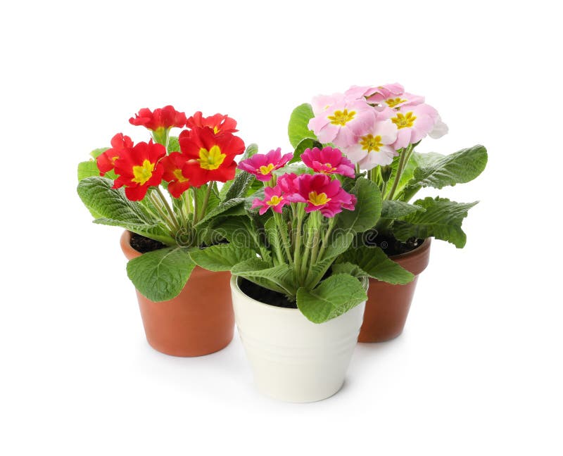 Beautiful Potted Primula Flowers on White Background Stock Image ...