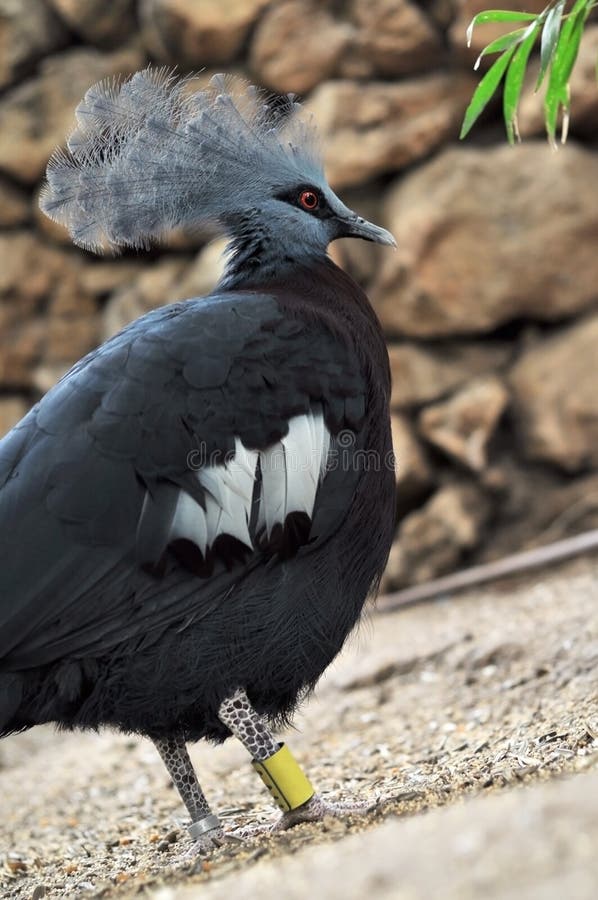 Beautiful poultry , bird stock image. Image of grey, pinion - 11708469