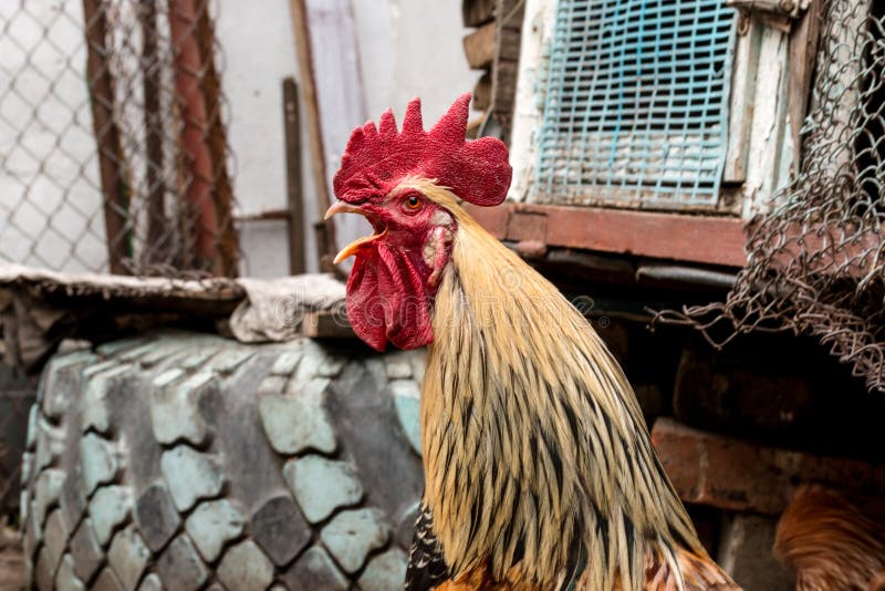 Shouting rooster stock image. Image of claw, chicken - 55105831