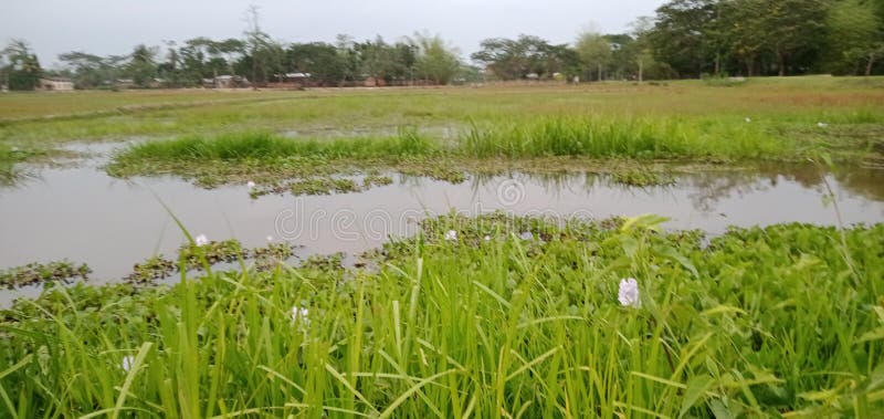Beautiful pound area stock image. Image of wetland, plain - 228716711