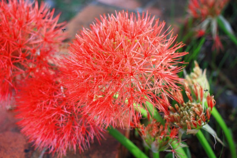 Powder puff lily stock photo. Image of bloom, beautiful - 41028098