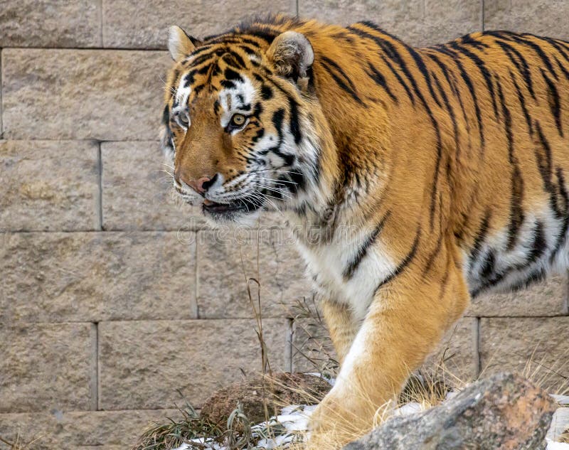 Beautiful Powerful Big Tiger Cat Stock Image - Image of aggressive ...