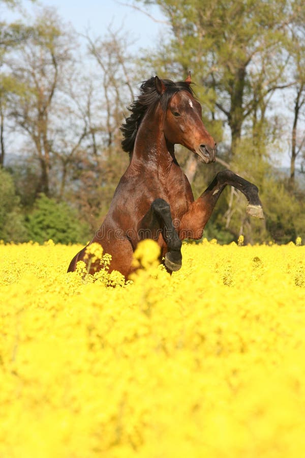 Beautiful prancing horse stock image. Image of bloods - 12549541