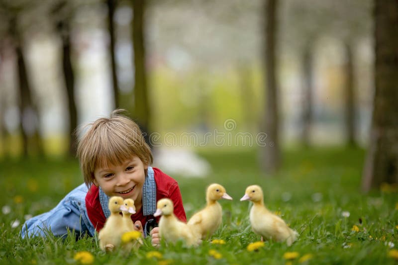 Beautiful Preschool Boy, Playing with Little Ducks in the Park Stock ...