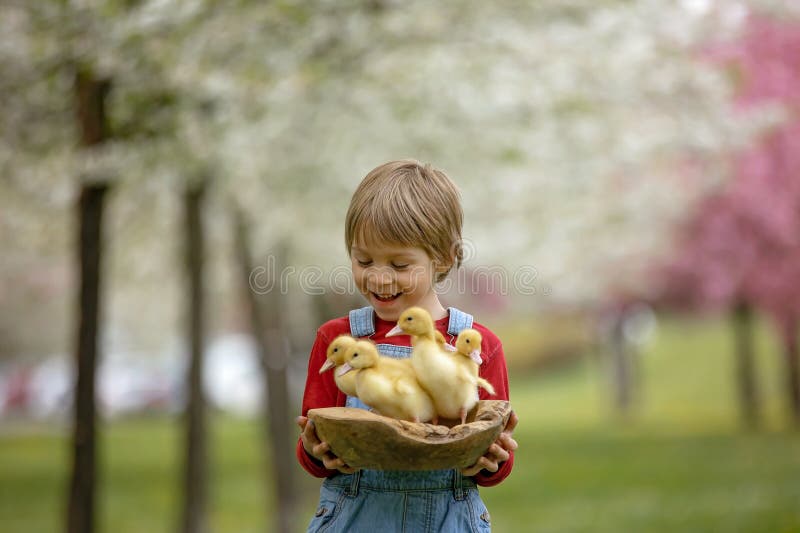 Beautiful Preschool Boy, Playing with Little Ducks in the Park Stock ...