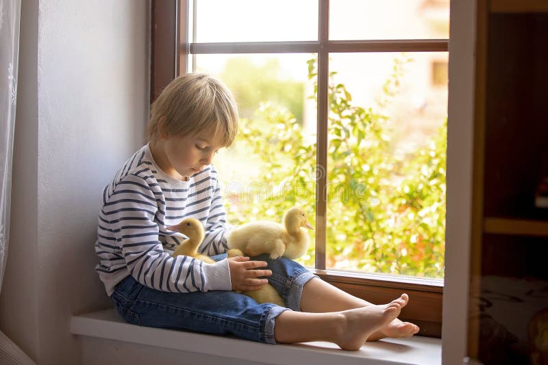 Beautiful Preschool Boy, Playing with Little Ducks on the Window at ...