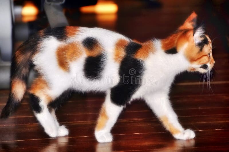 Beautiful / Pretty Calico Cat / Kitten Stock Image - Image of colored ...