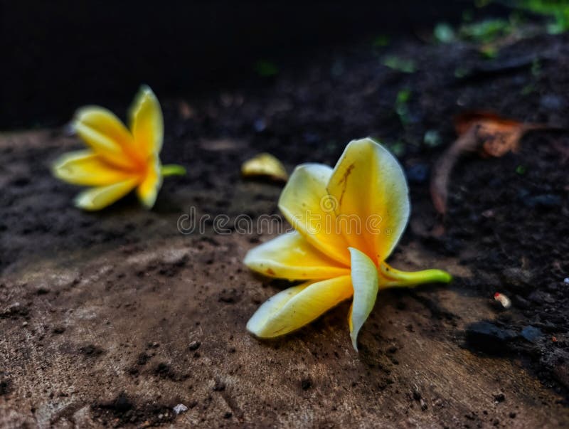 Pretty Yellow Rose Flowers and Home in Georgetown Stock Photo - Image ...
