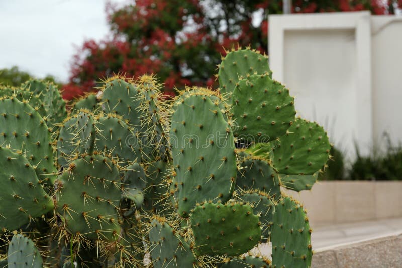 Beautiful Prickly Pear Cactus with Spines Growing Outdoors Stock Photo ...