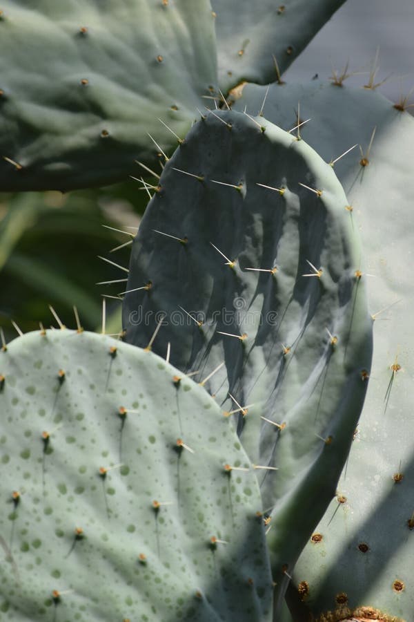 A Prickly Pear Shows Its Spines Stock Photo - Image of segments ...