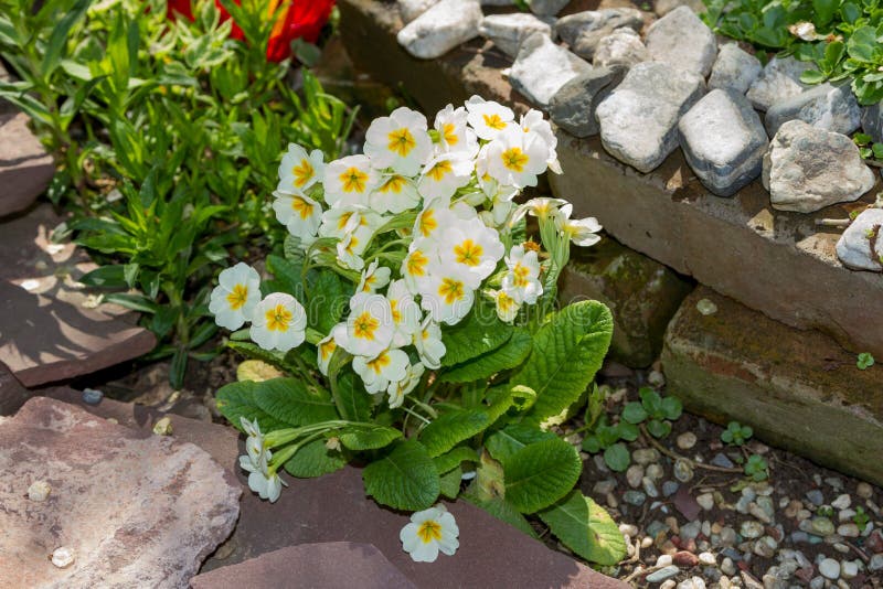 Beautiful primrose bush stock photo. Image of bush, leaves - 146690246