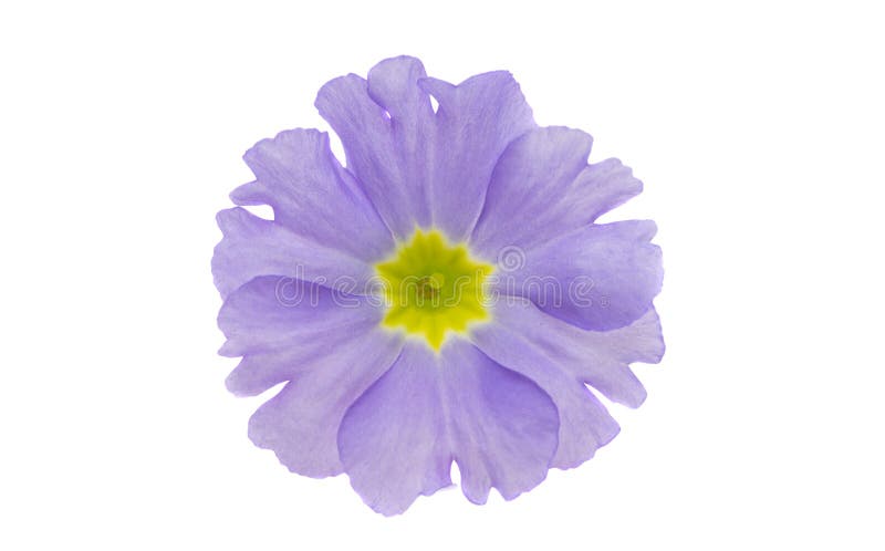 Beautiful Primrose Flower Isolated Stock Image - Image of beauty ...