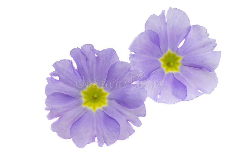 Beautiful Primrose Flower Isolated Stock Image - Image of macro ...
