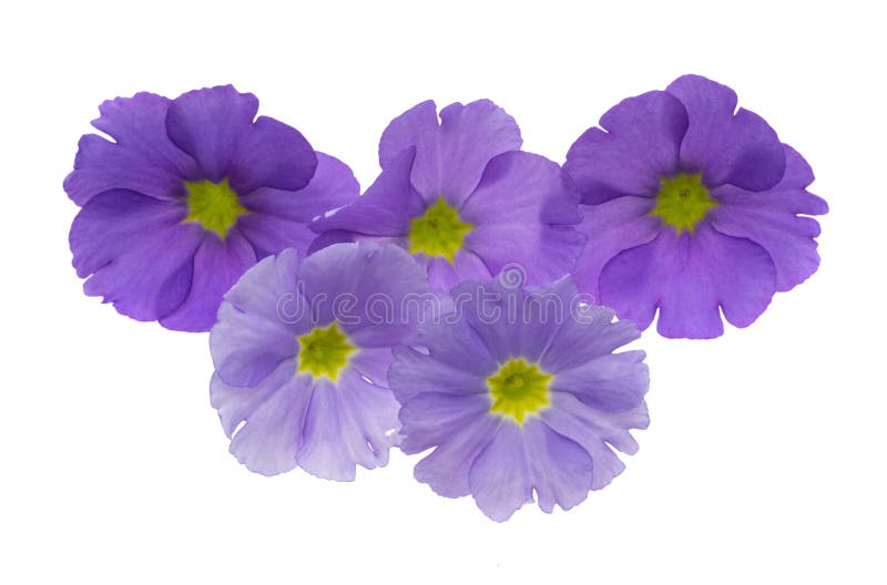 Beautiful Primrose Flower Isolated Stock Photo - Image of beauty, color ...