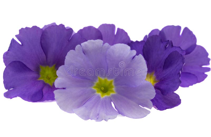 Beautiful Primrose Flower Isolated Stock Photo - Image of beauty, print ...