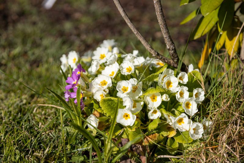 Beautiful Primroses Growing in the Garden in the Spring Sunshine Stock ...